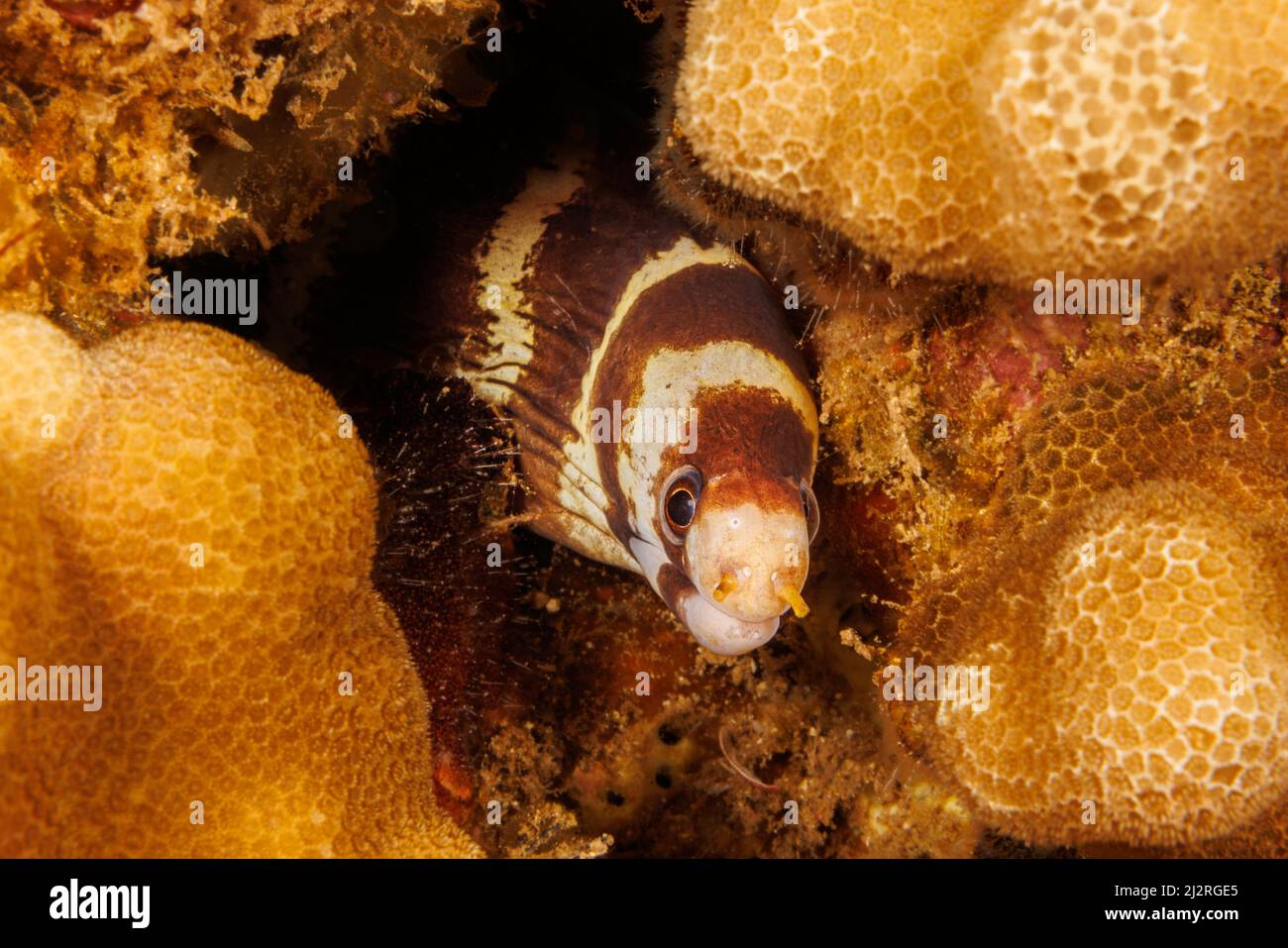 This barred moray eel, Echidna polyzona, is a juvenile and will loose ...