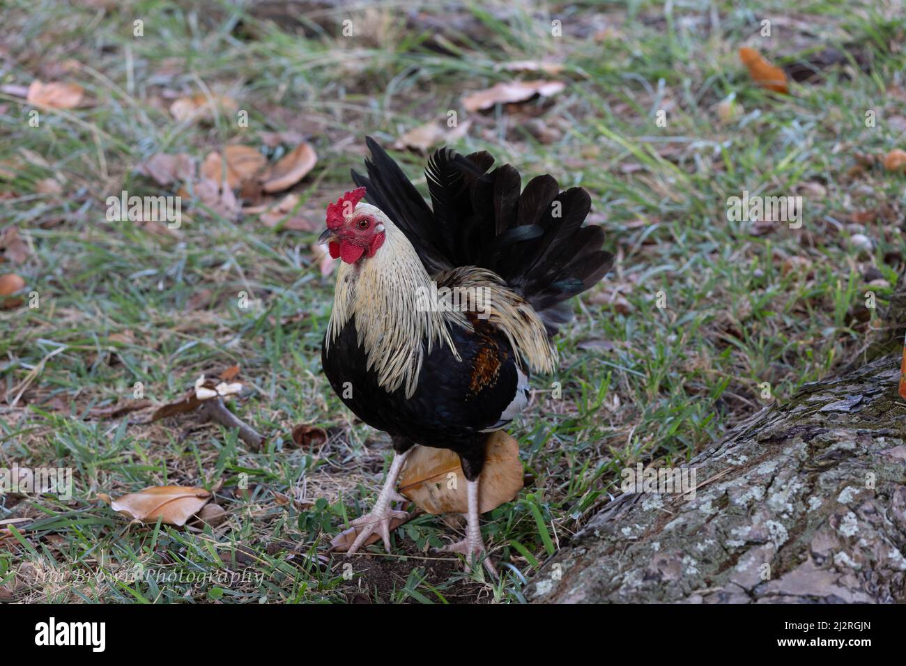Wild Hawaiian rooster on Oahu Stock Photo - Alamy