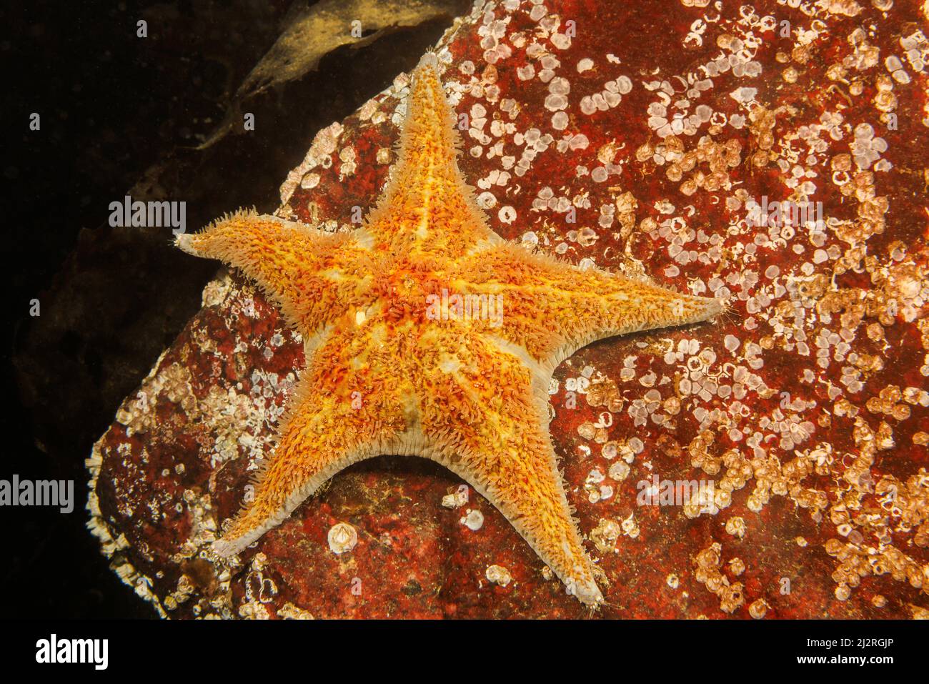 Seven arms hi-res stock photography and images - Alamy