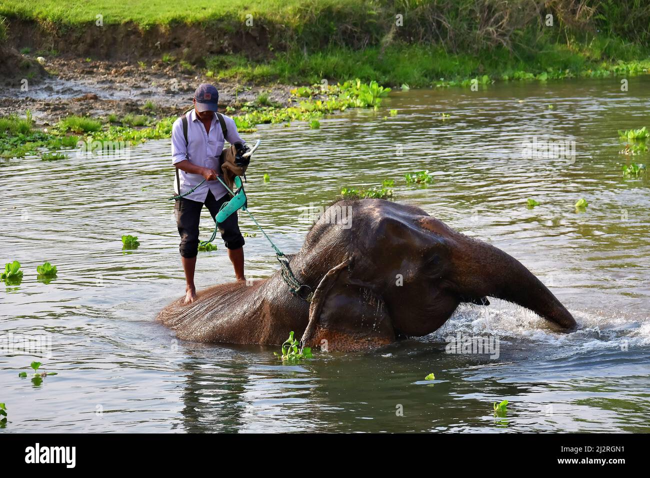 man bathing an elephant, Asian elephant, Asiatische Elefant, Elephas ...