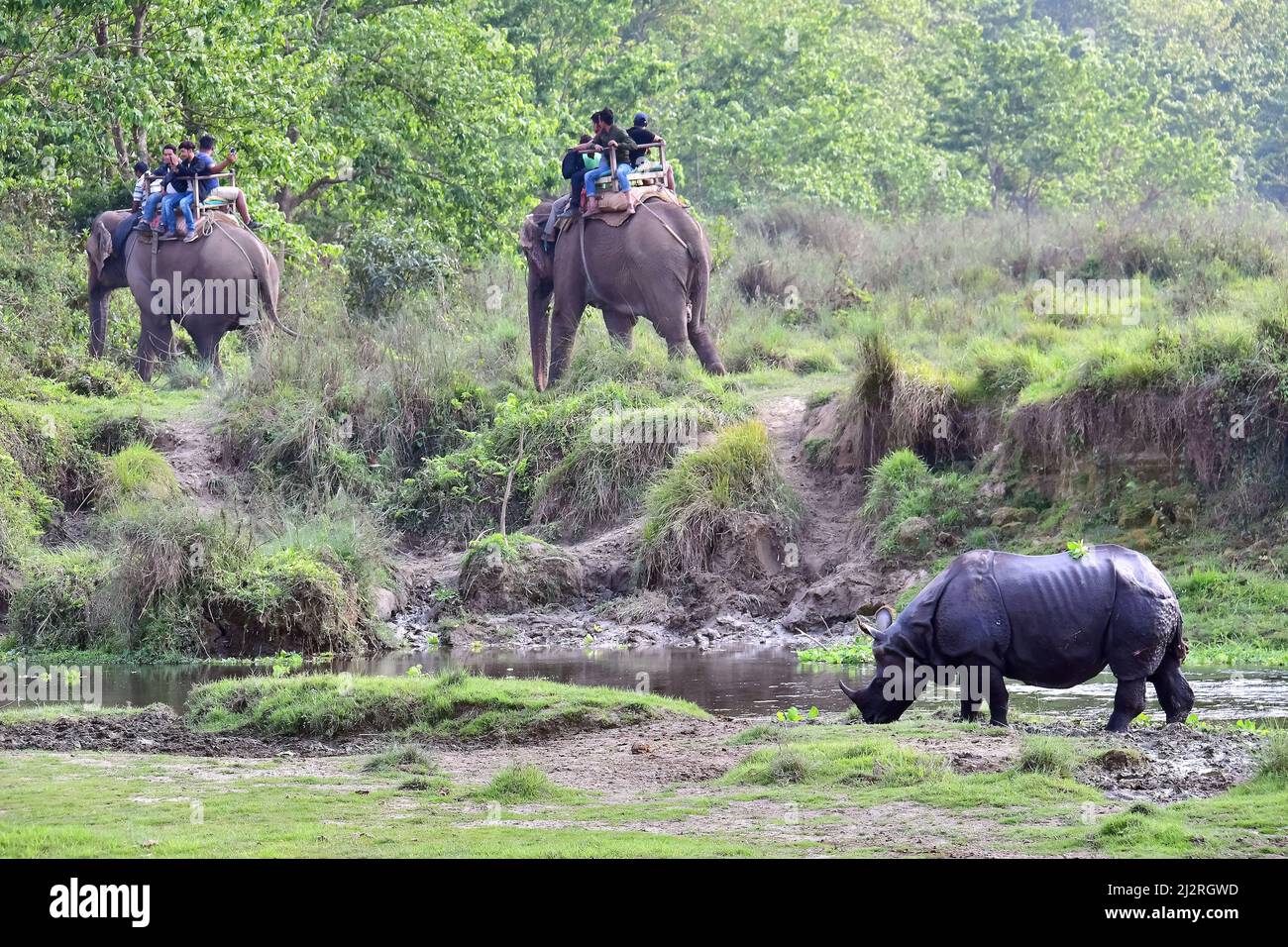 men riding elephants, Asian elephant, Asiatische Elefant, Elephas ...