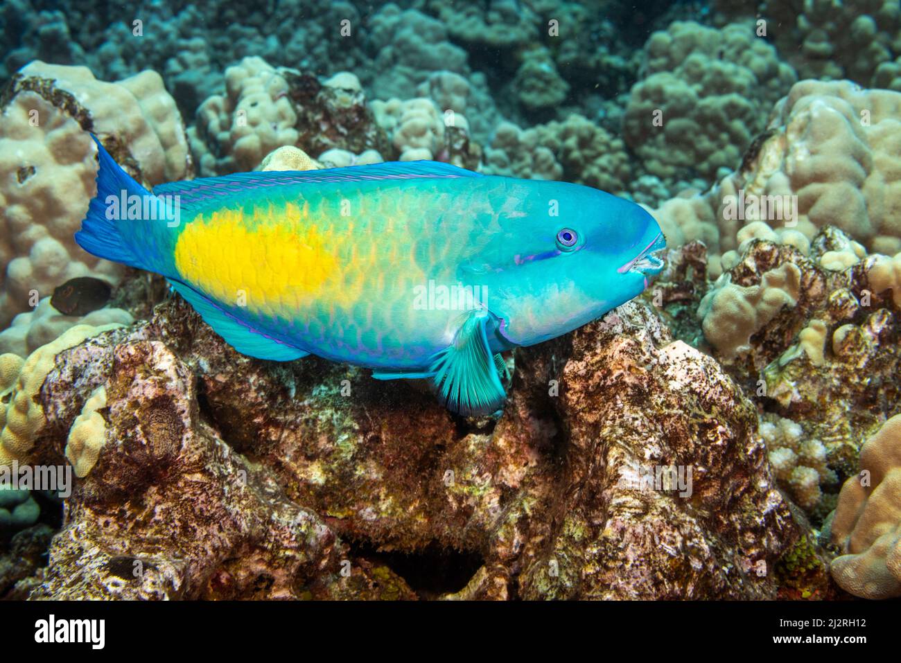 The terminal or final phase of a bullethead parrotfish, Chlorurus ...