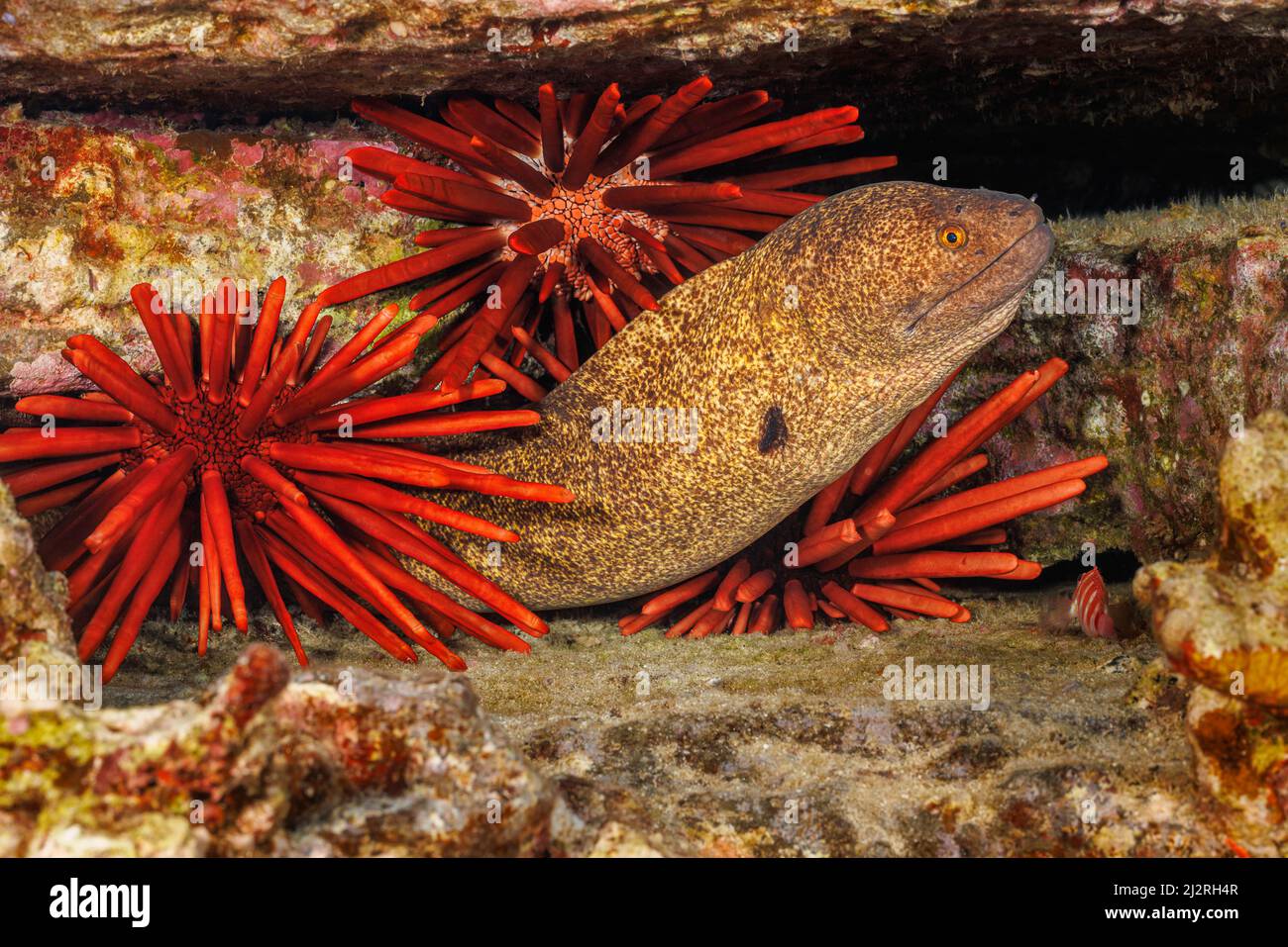 Hawaiian moray eel hi-res stock photography and images - Alamy