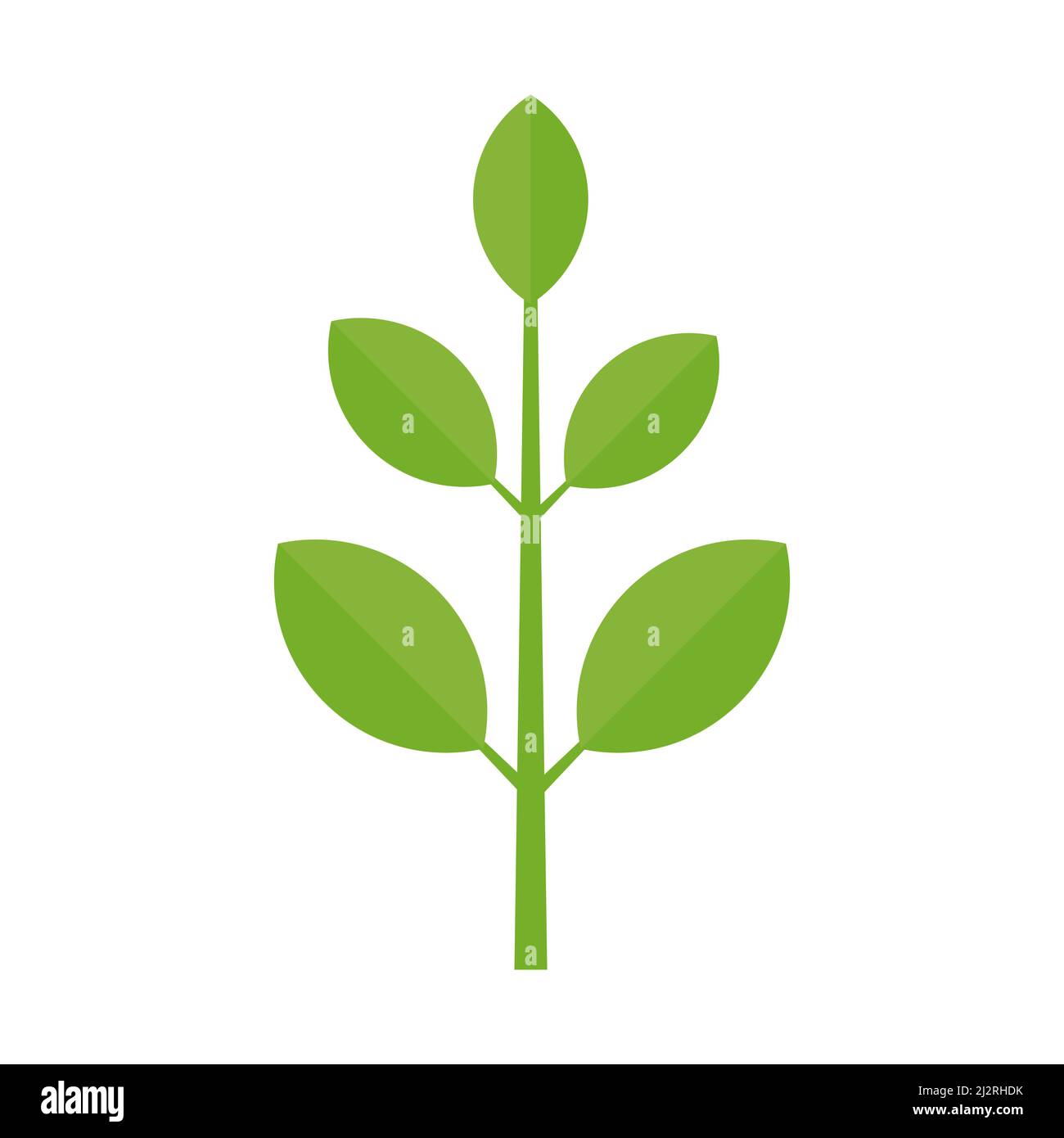 Branch with green leaves. Plant growth. Vector illustration isolated ...