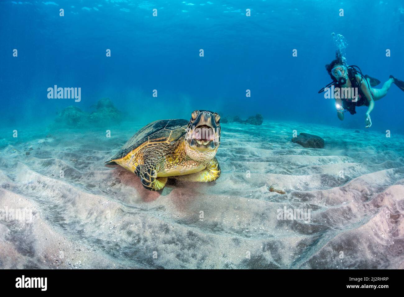 It is unusual for a green sea turtle, Chelonia mydas, to open its mouth ...