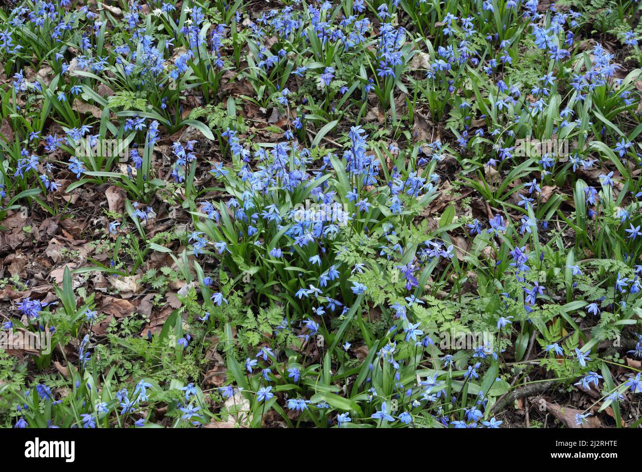 Siberian squill blue flowers hi-res stock photography and images - Alamy