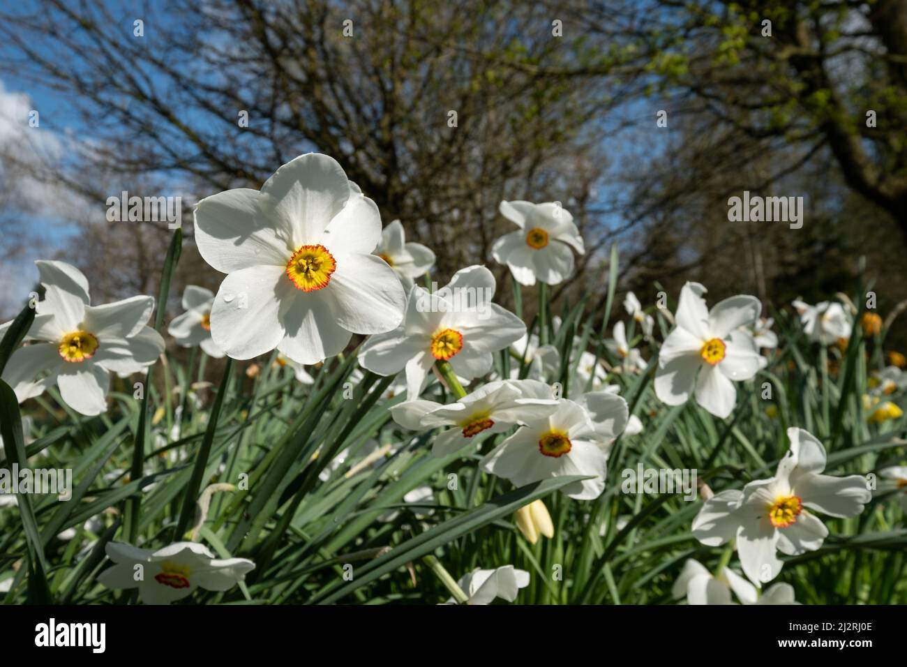 White Poet's Narcissus daffodil flowers (Narcissus poeticus, Pheasant's ...