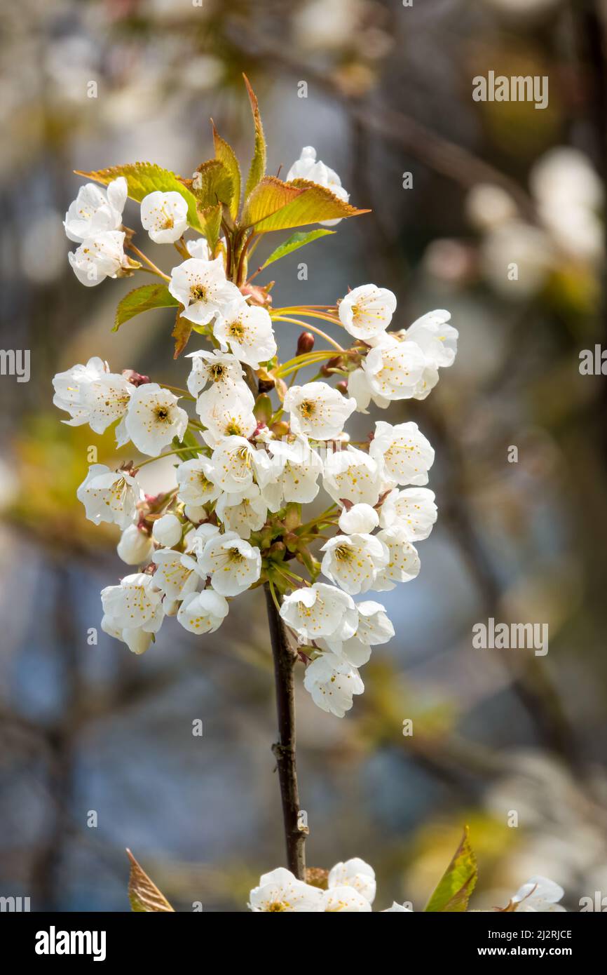 wild cherry (Prunus Avium) blossom with a beautiful white blossom in ...