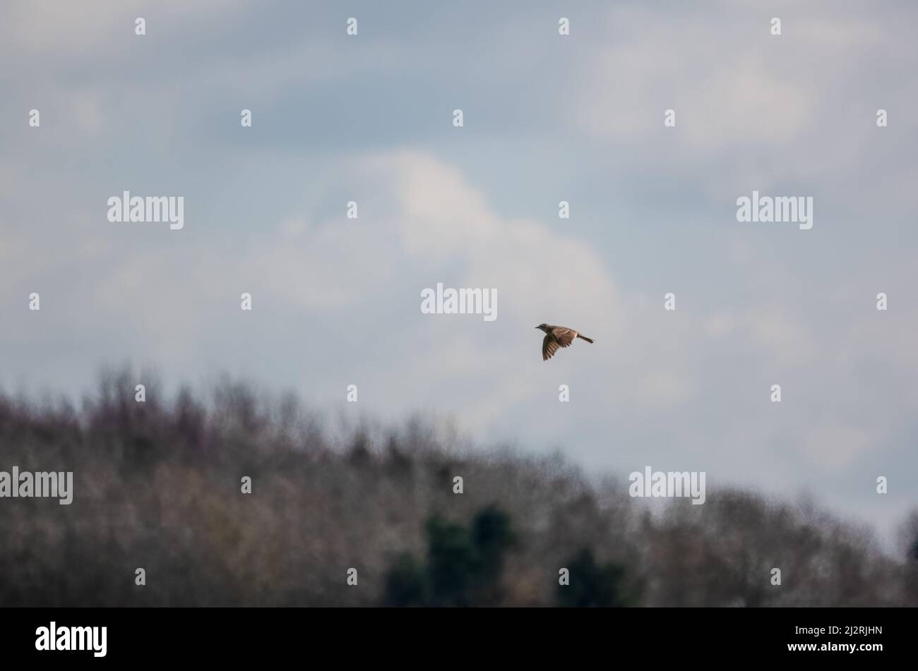 a skylark (Alauda arvensis) flying in a sping sky Stock Photo - Alamy