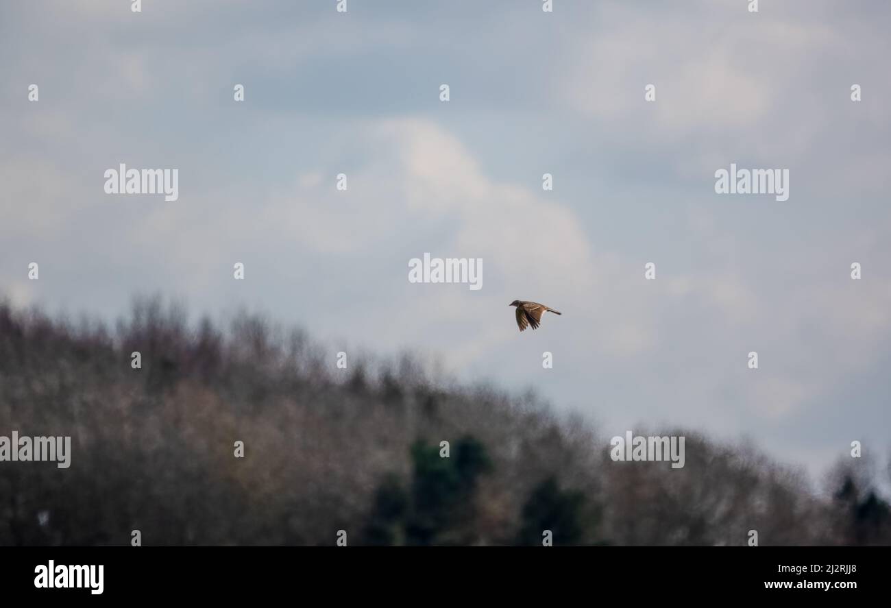 a skylark (Alauda arvensis) flying in a sping sky Stock Photo - Alamy