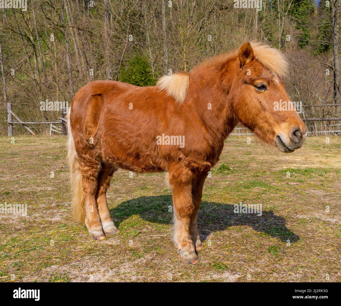 Paddock sunny hi-res stock photography and images - Alamy