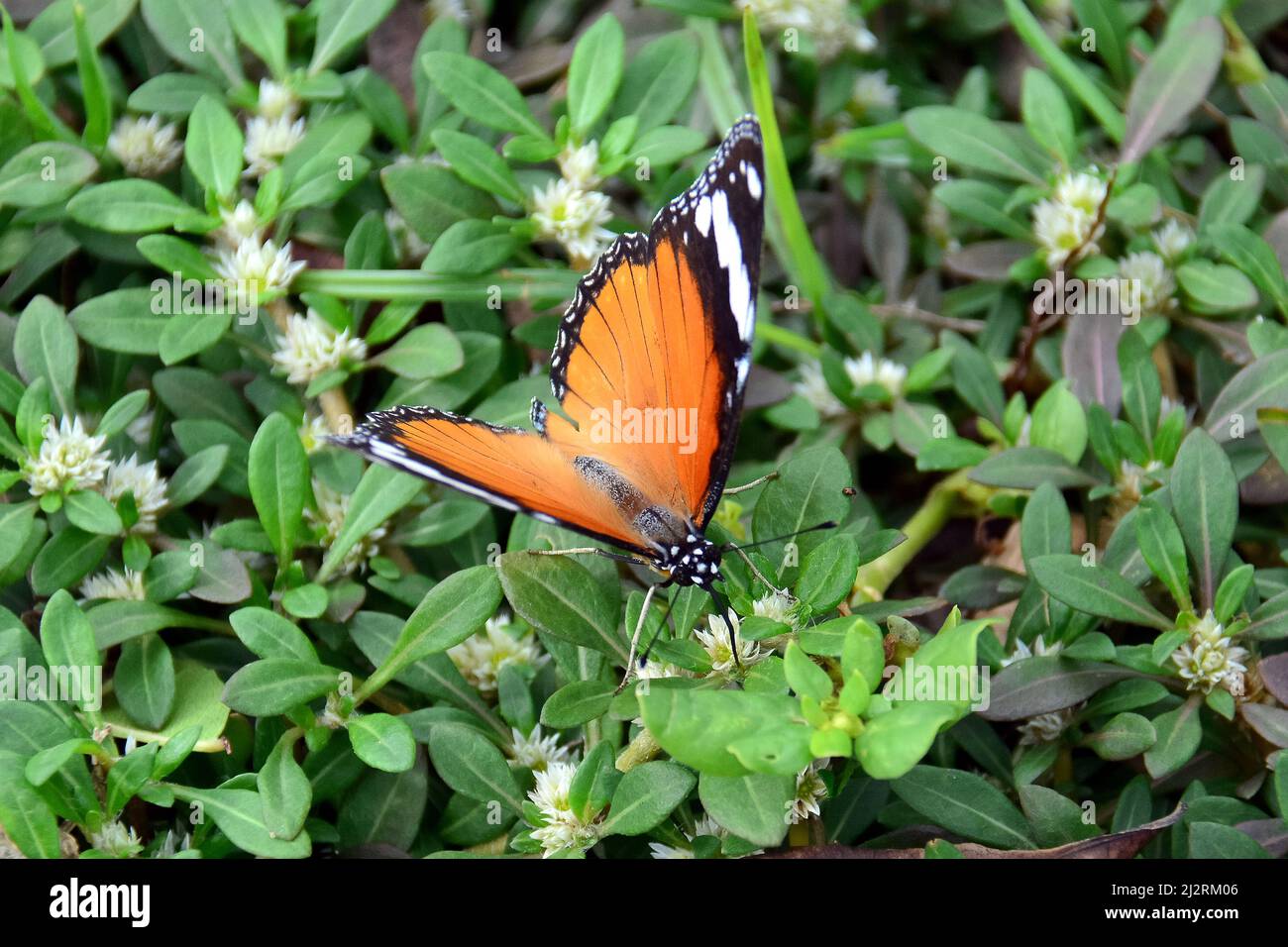 Danaid eggfly, mimic, diadem, Hypolimnas misippus, Srí Lanka, Asia ...