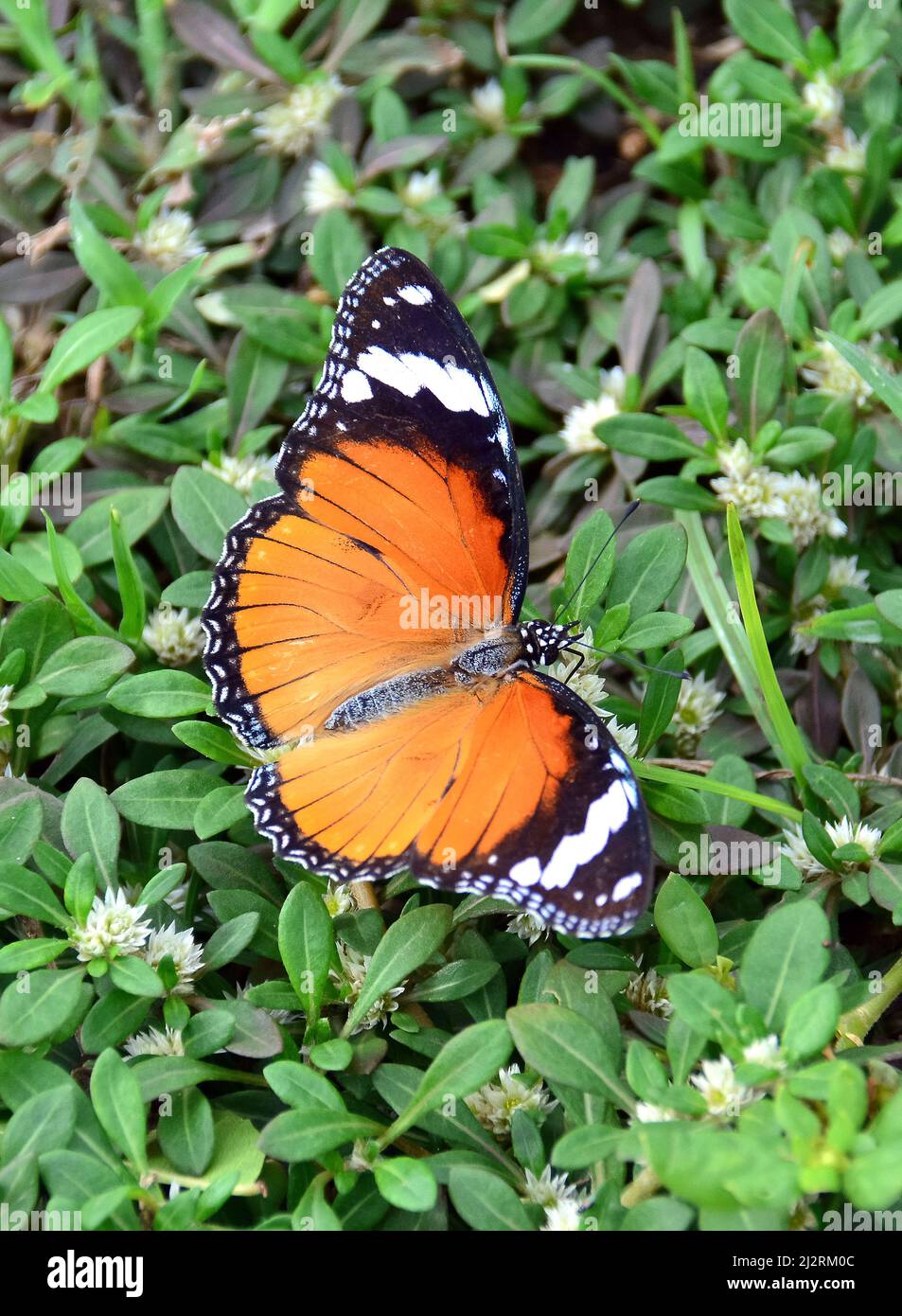 Danaid eggfly, mimic, diadem, Hypolimnas misippus, Srí Lanka, Asia ...