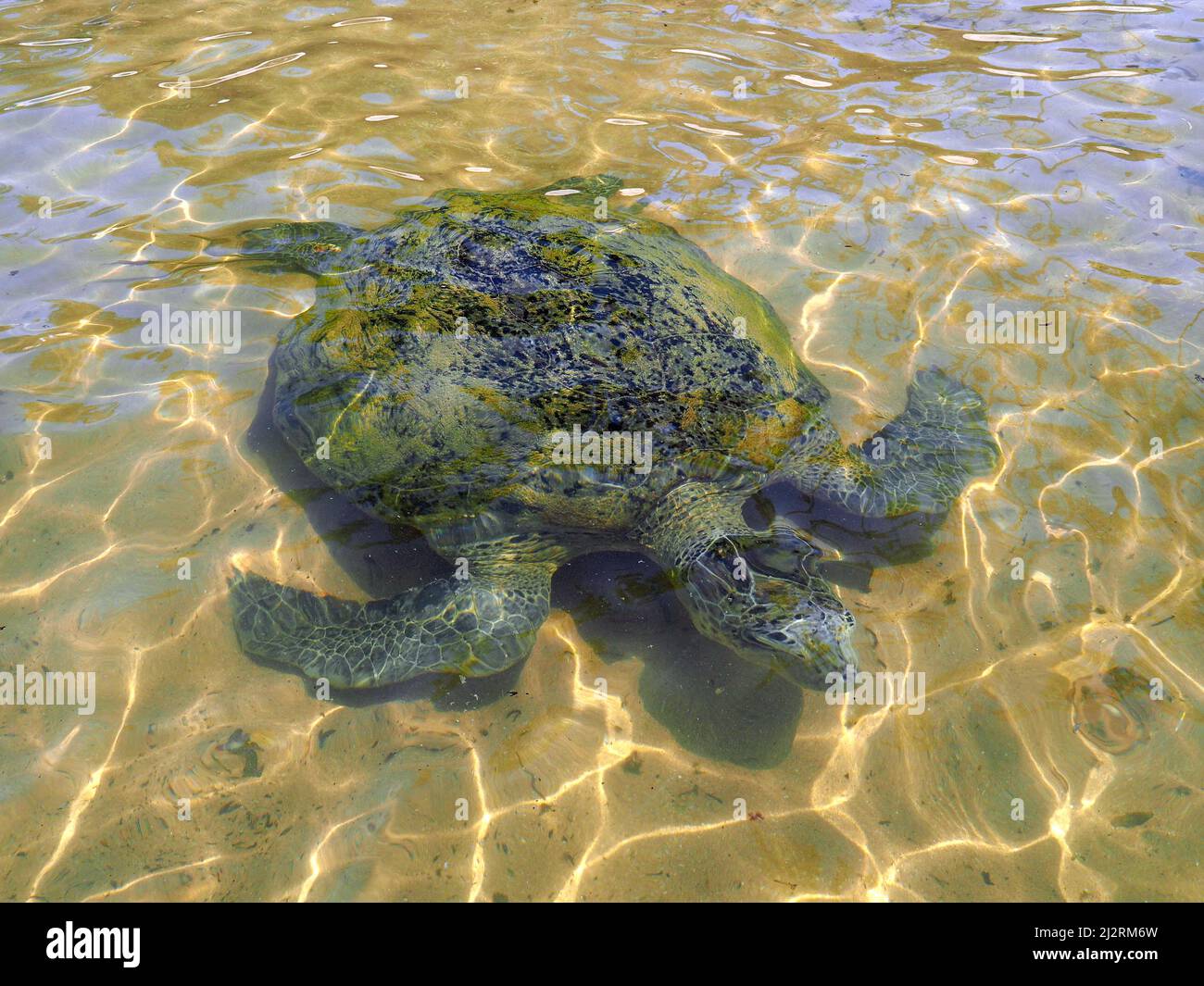 Green sea turtle, Pacific green turtle, Grüne Meeresschildkröte ...