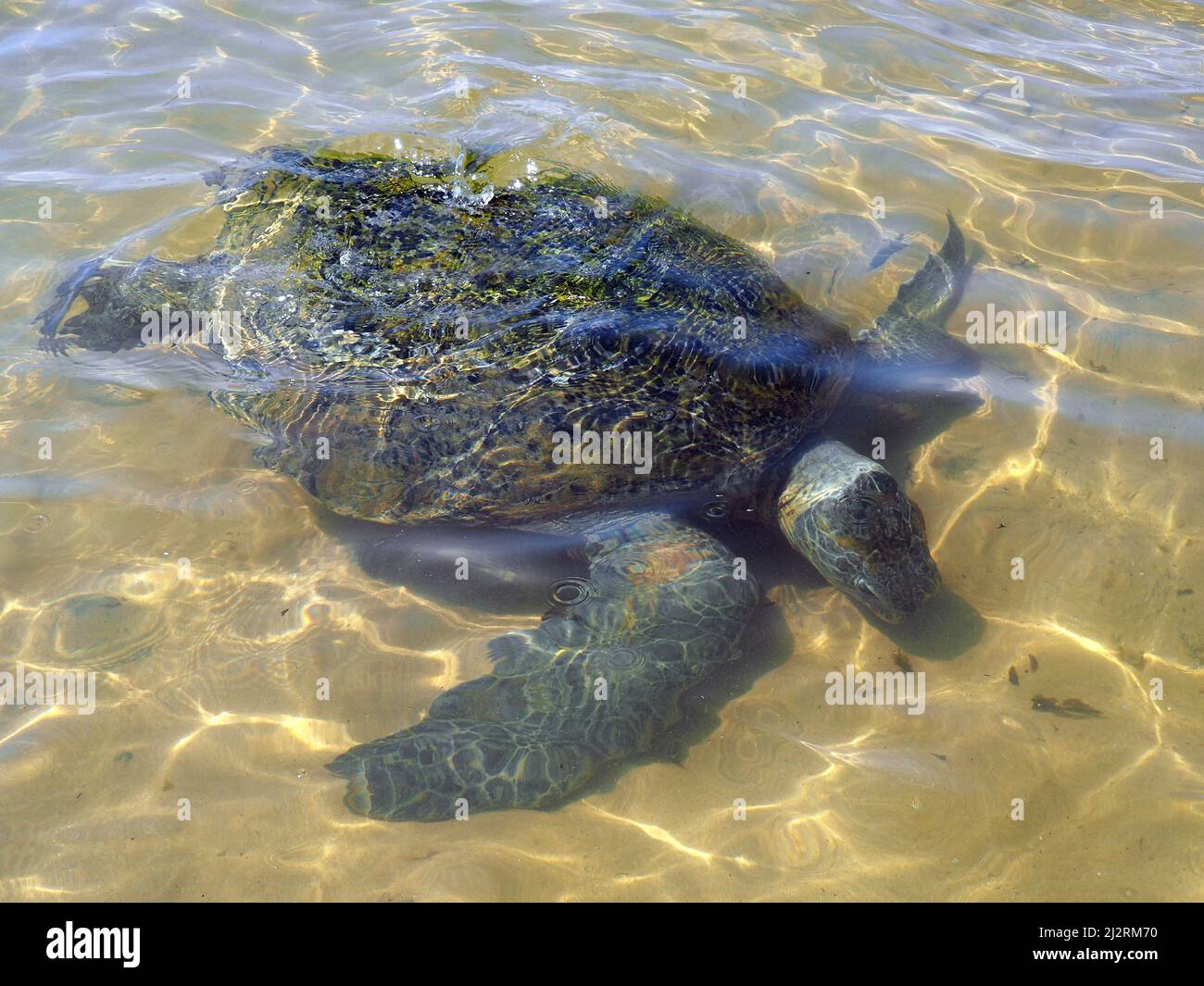 Green sea turtle, Pacific green turtle, Grüne Meeresschildkröte ...