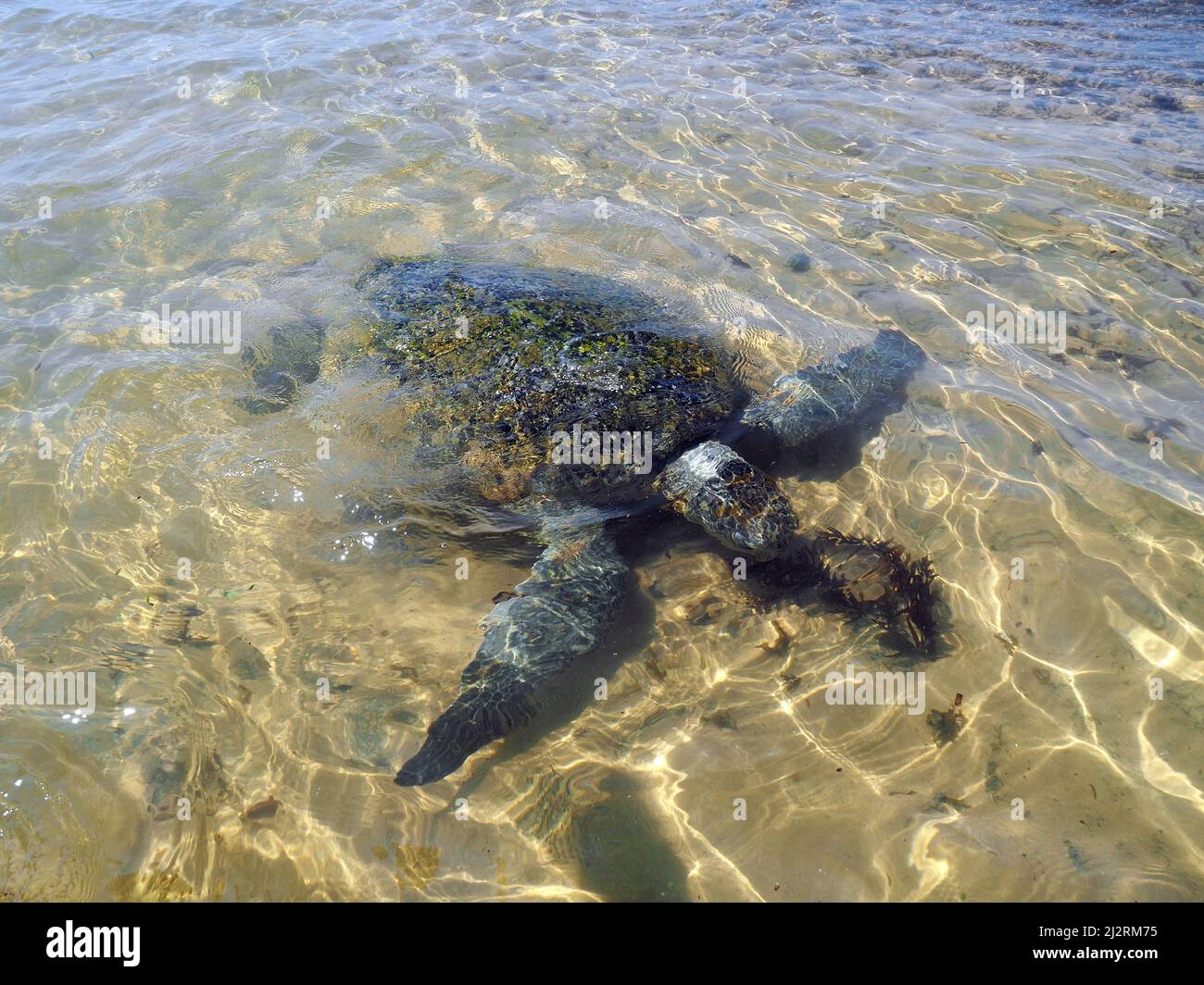 Green sea turtle, Pacific green turtle, Grüne Meeresschildkröte ...