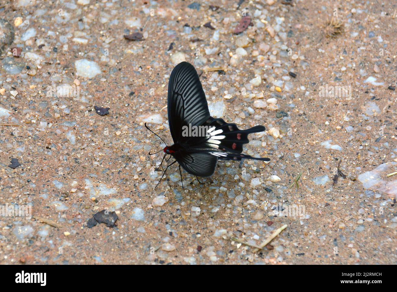 common rose, Swallowtail butterfly, Gewöhnliche Rose, Pachliopta ...