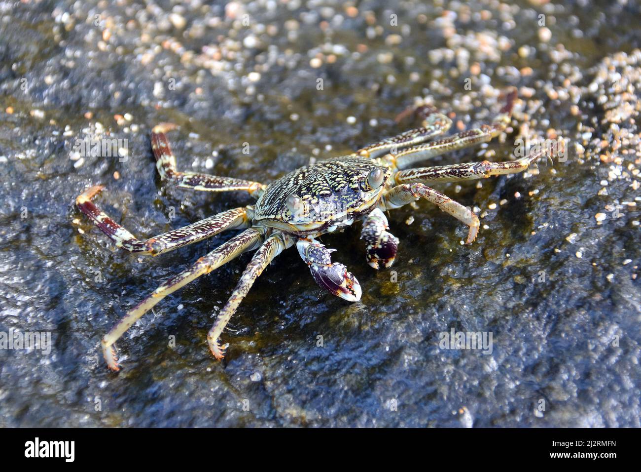 crab, Krebs, Srí Lanka, Asia Stock Photo - Alamy