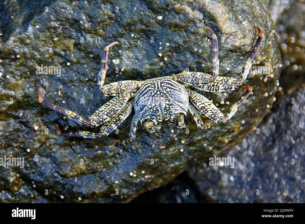 crab, Krebs, Srí Lanka, Asia Stock Photo - Alamy