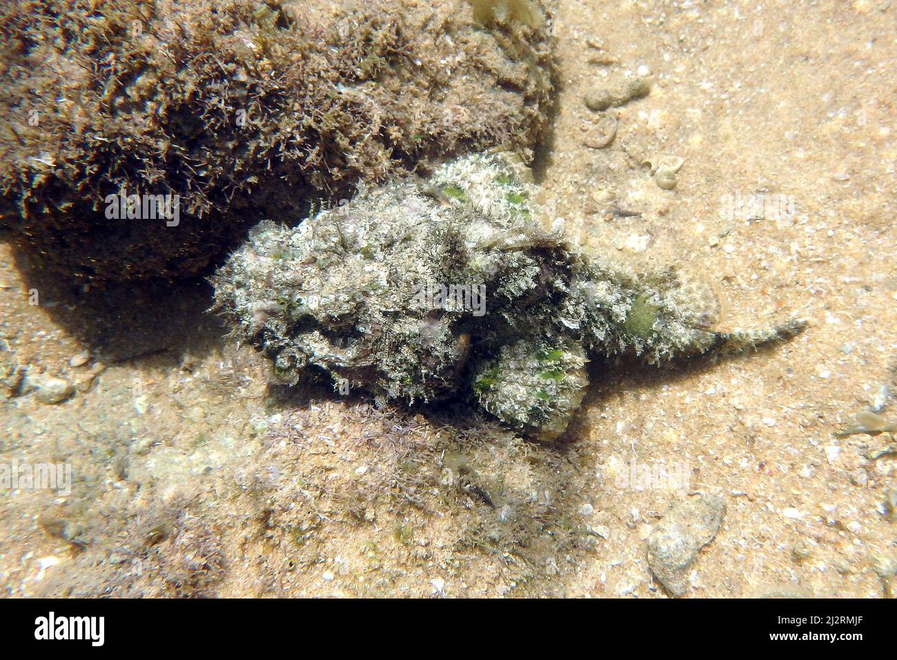 False stonefish, false scorpionfish, devil scorpionfish, Buckel ...