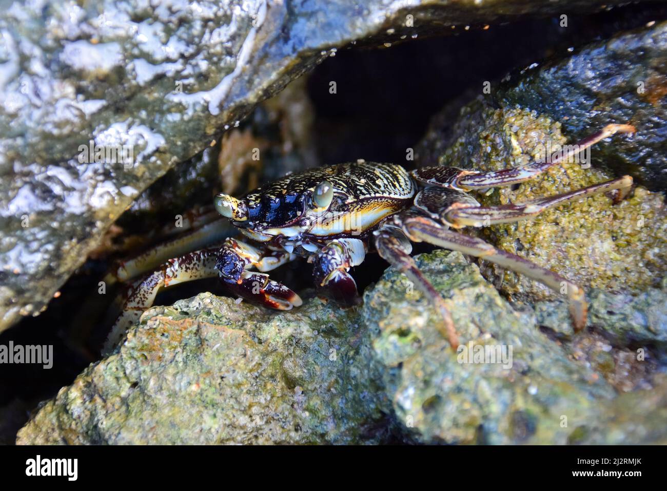 crab, Krebs, Srí Lanka, Asia Stock Photo - Alamy