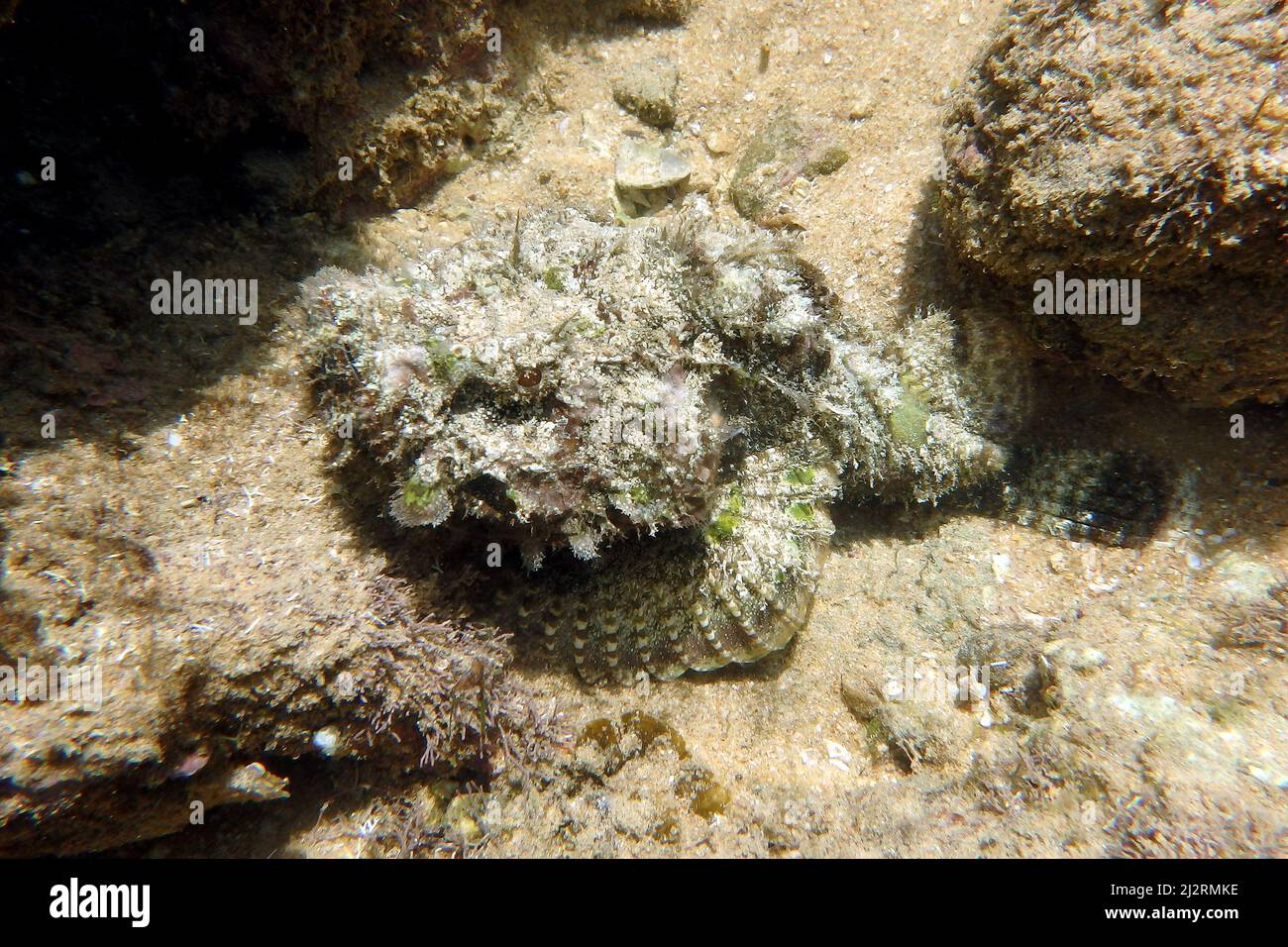 False stonefish, false scorpionfish, devil scorpionfish, Buckel ...