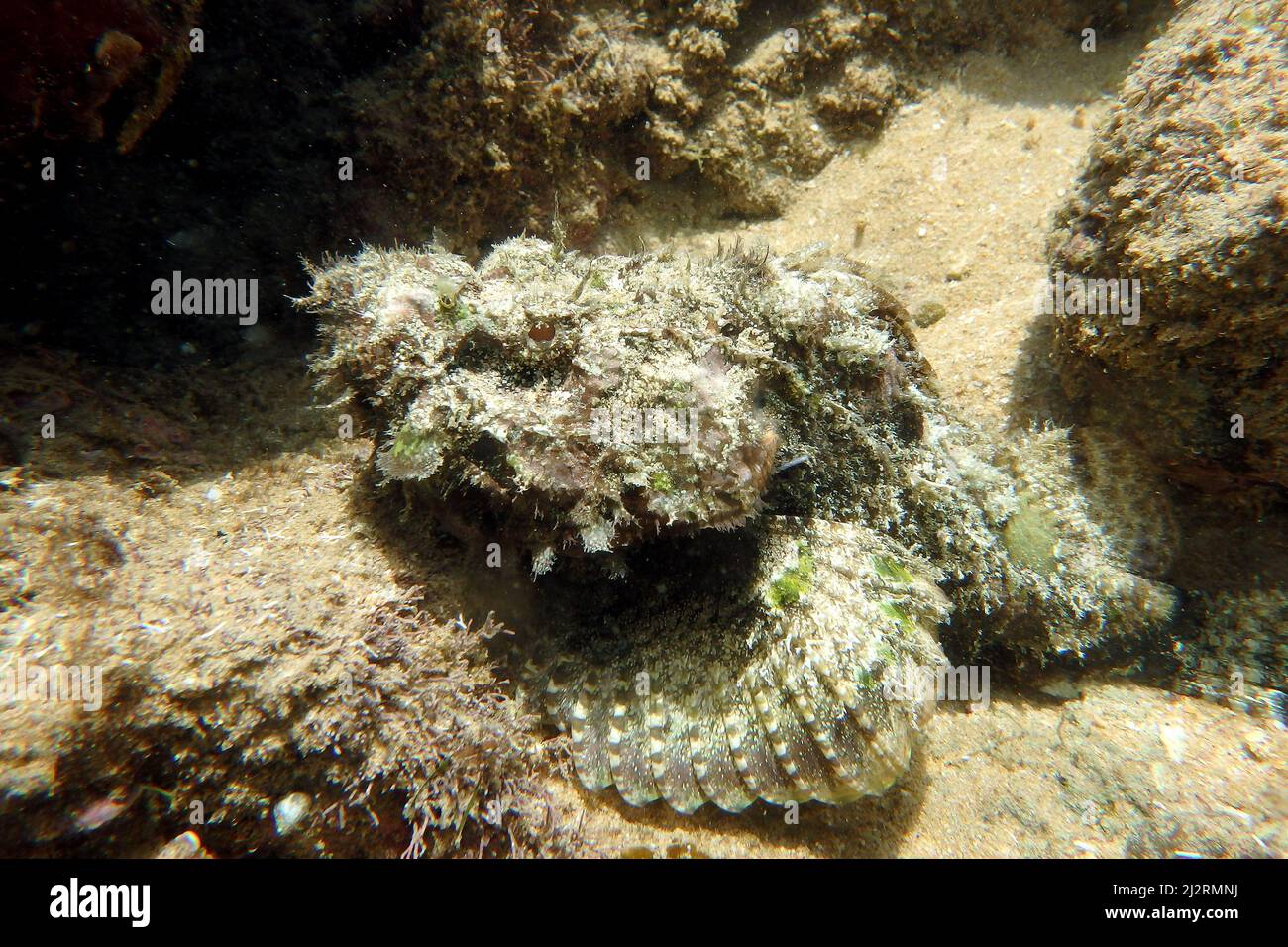 False stonefish, false scorpionfish, devil scorpionfish, Buckel ...