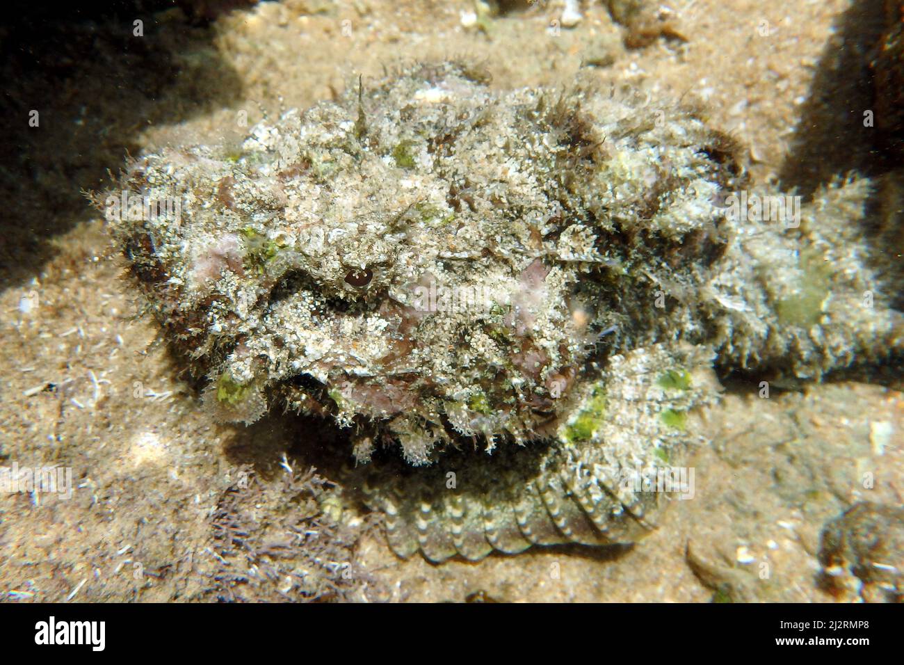 False stonefish scorpaenopsis diabolus hi-res stock photography and ...