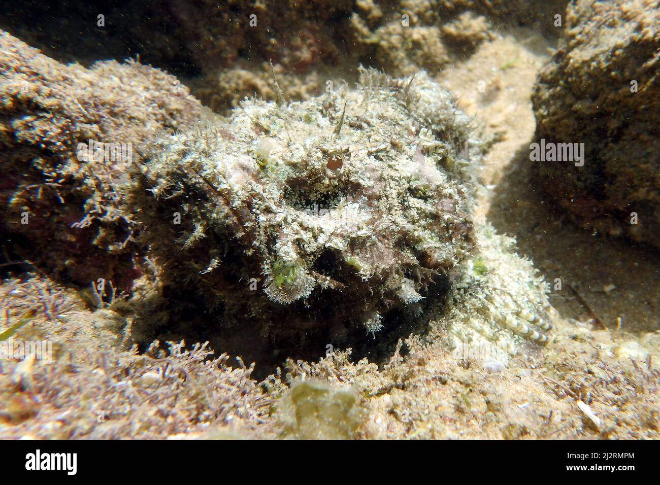 False stonefish, false scorpionfish, devil scorpionfish, Buckel ...