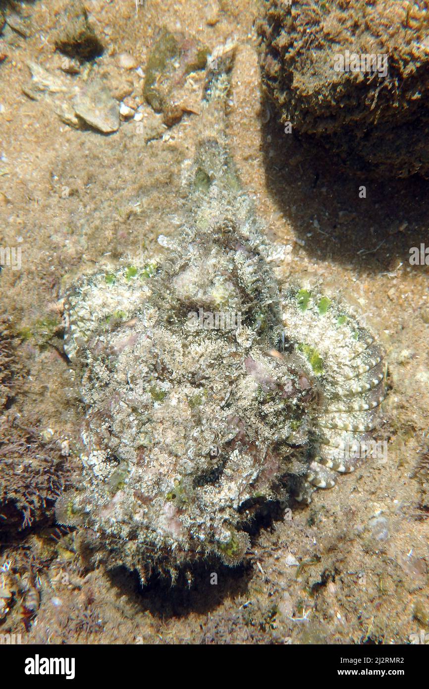 False stonefish, false scorpionfish, devil scorpionfish, Buckel ...