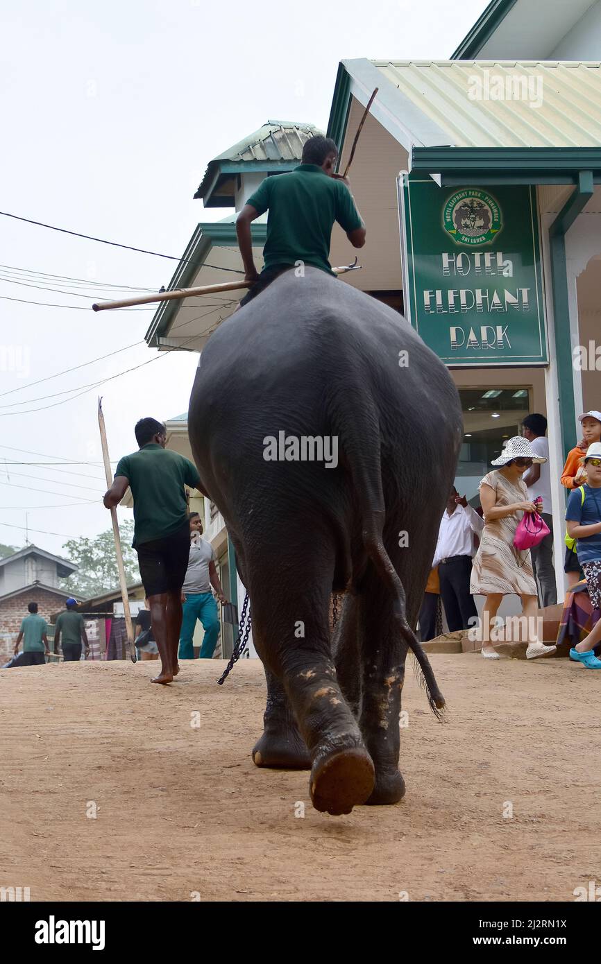 Asian (Ceylon) elephant (Elephas maximus maximus), Pinnawala Elephant ...