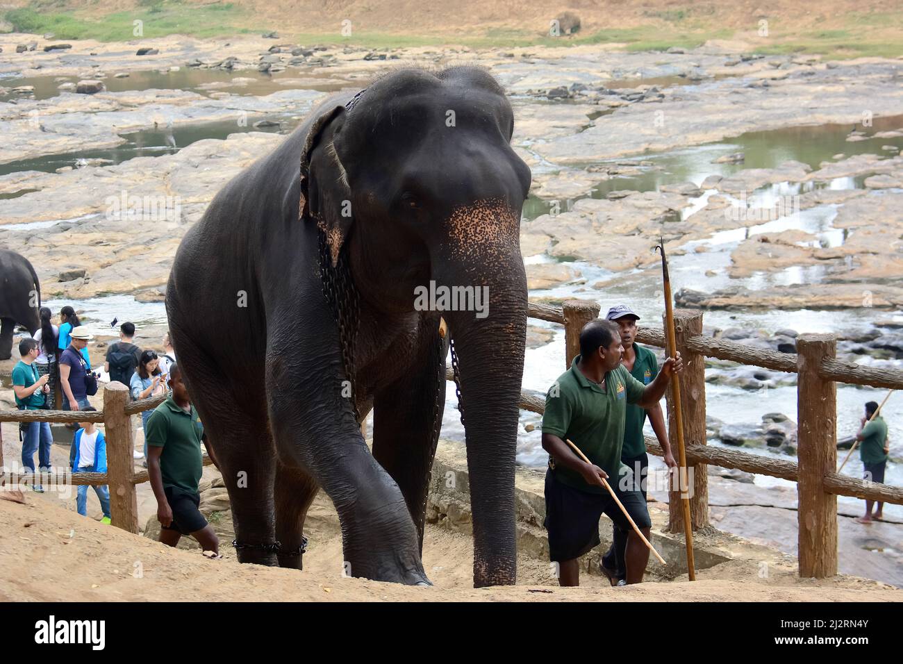 Asian (Ceylon) elephant (Elephas maximus maximus), Pinnawala Elephant ...