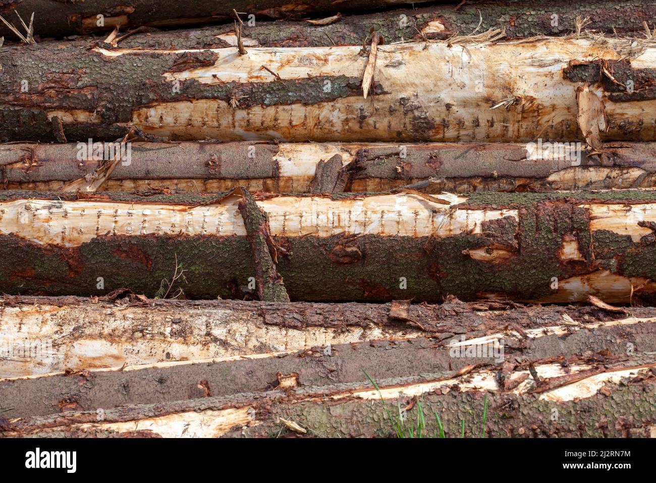 a large amount of pine wood during logging, deforestation to obtain ...