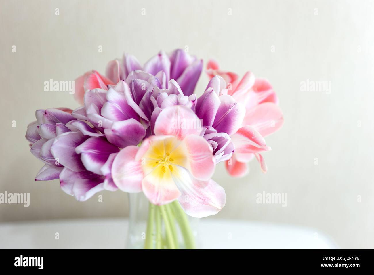 A bouquet of open pink and purple tulips on a white table Stock Photo ...