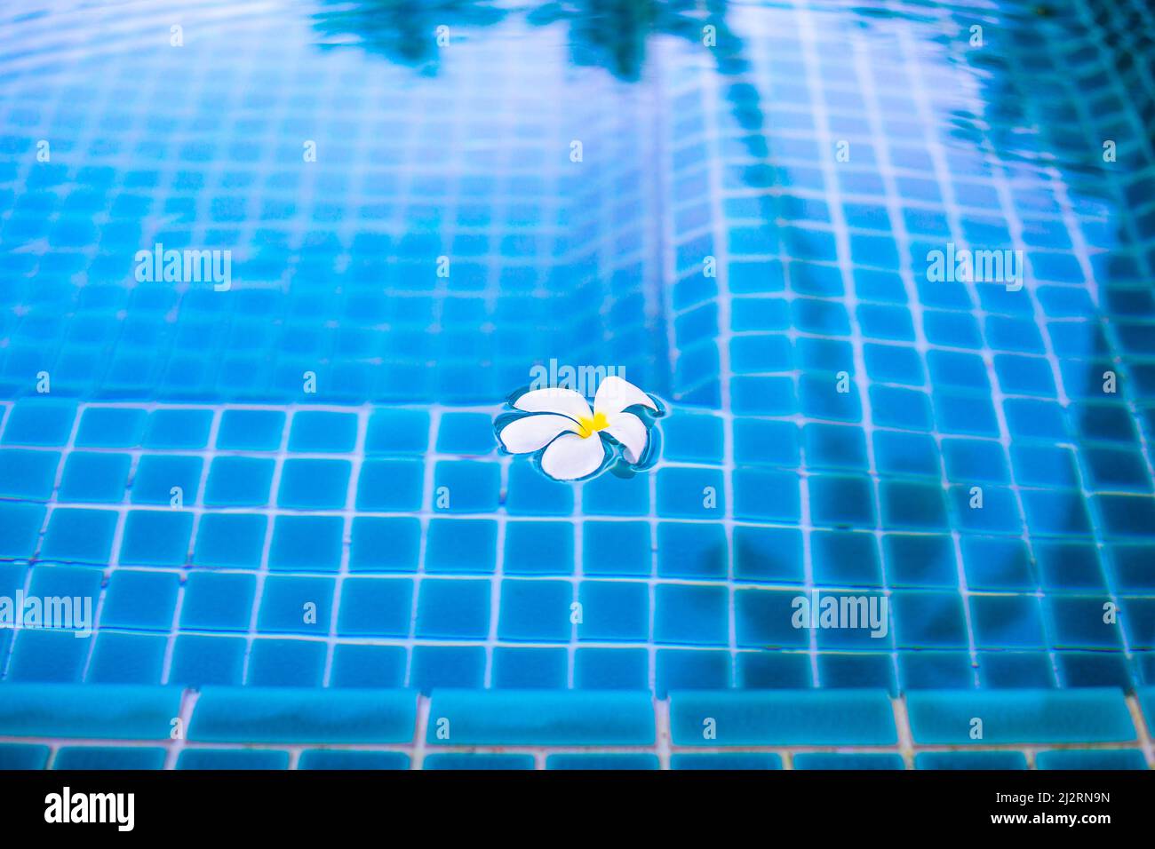 Plant floating in swimming pool blue hi-res stock photography and ...