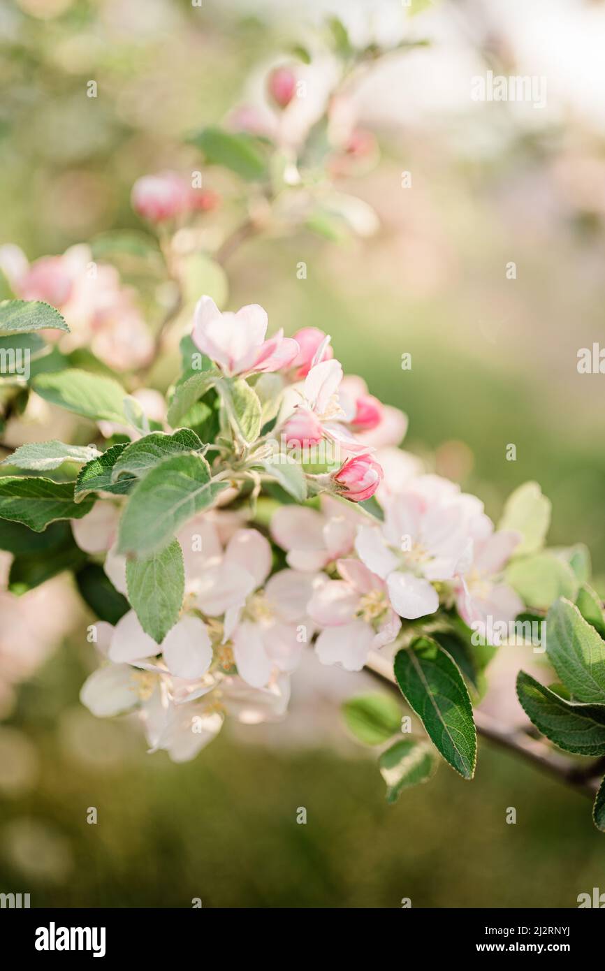 Spring Inspiration, nature in spring Stock Photo - Alamy