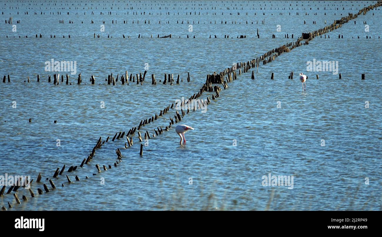Flamingos in the salt marshes of Hyeres Stock Photo - Alamy