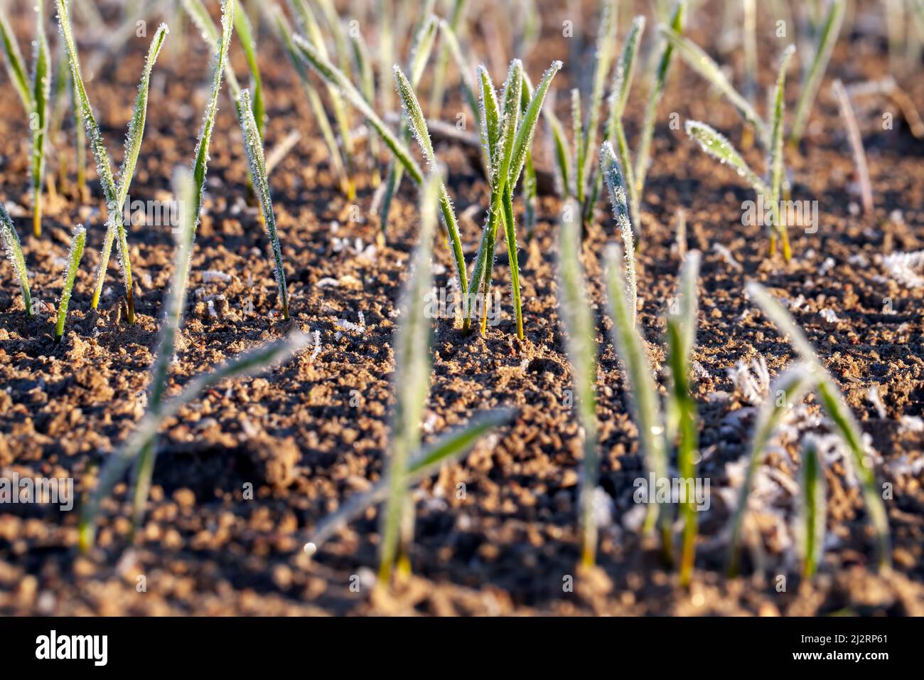 winter wheat covered with ice and crystals, agricultural field in ...
