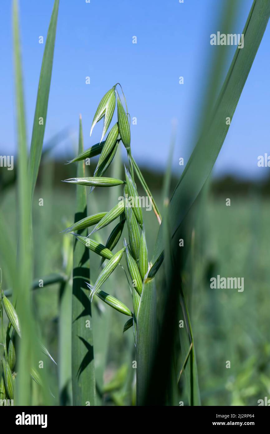 an agricultural field where a crop of oats is grown to produce food, an ...