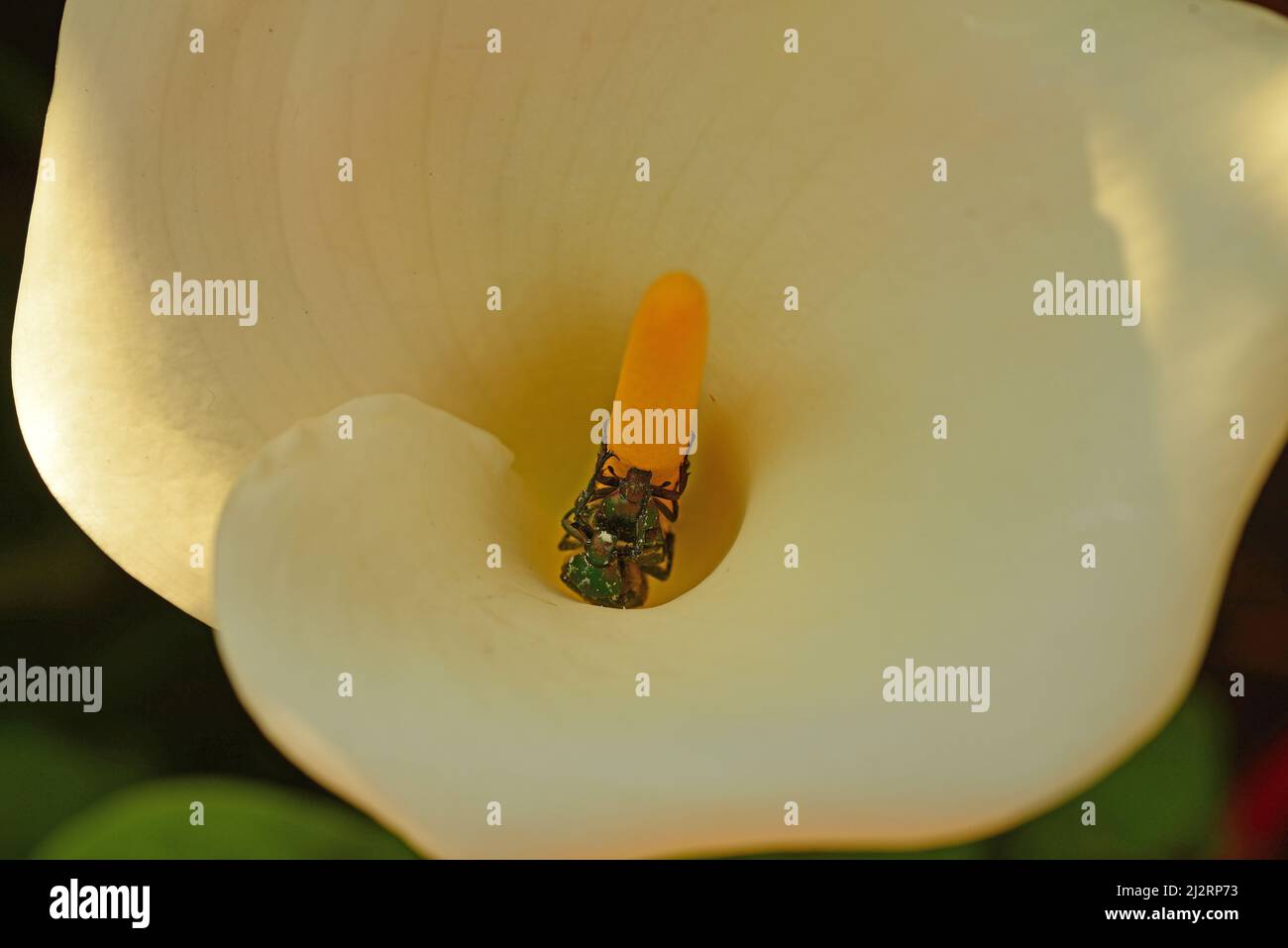 Mating of rose chafers on an arum flower Stock Photo - Alamy
