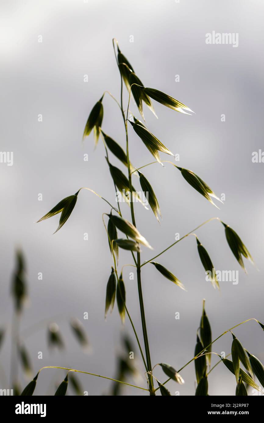 an agricultural field where a crop of oats is grown to produce food, an ...