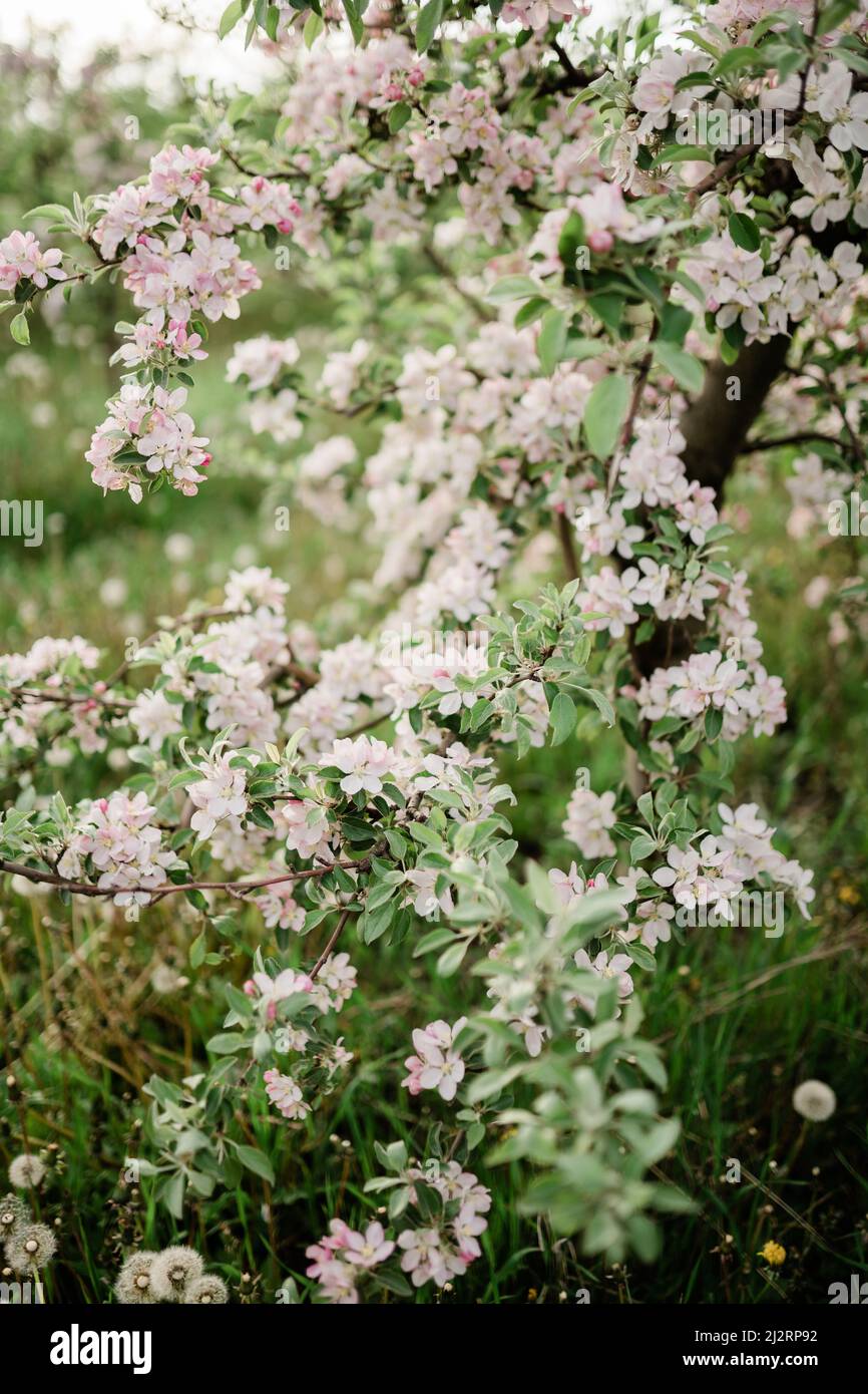 Spring Inspiration, nature in spring Stock Photo - Alamy