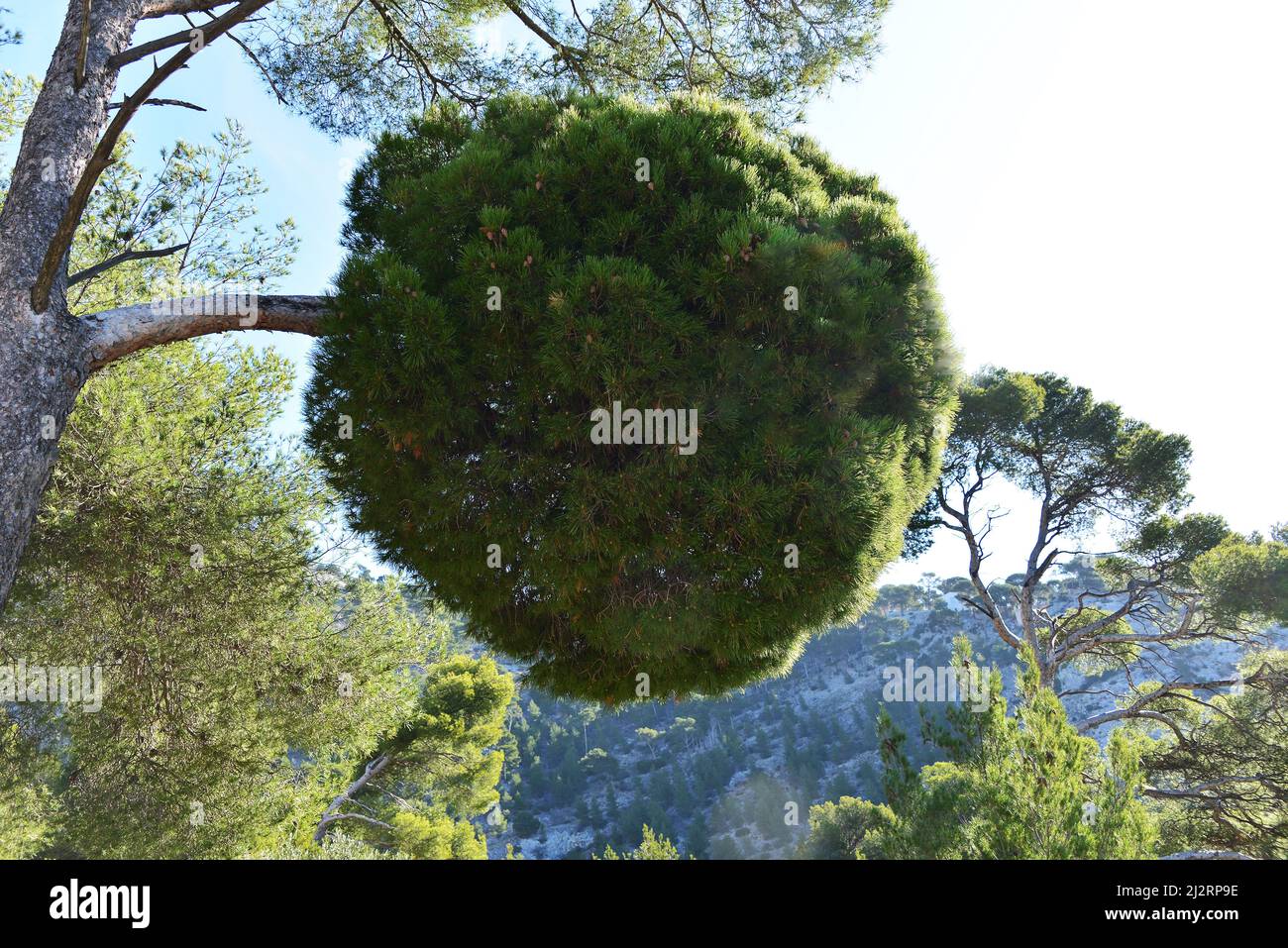 Pine parasite named witches broom Stock Photo - Alamy