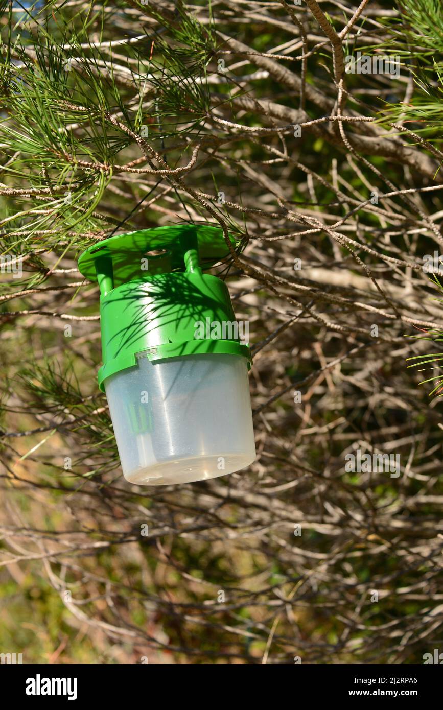 Caterpillar trap hi-res stock photography and images - Alamy