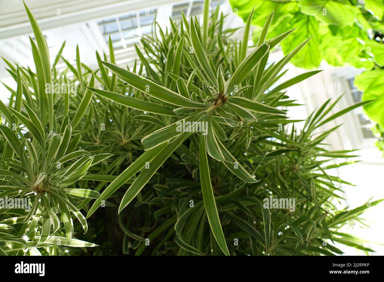 The bottom view of the cluster of variegated spider plants Stock Photo ...