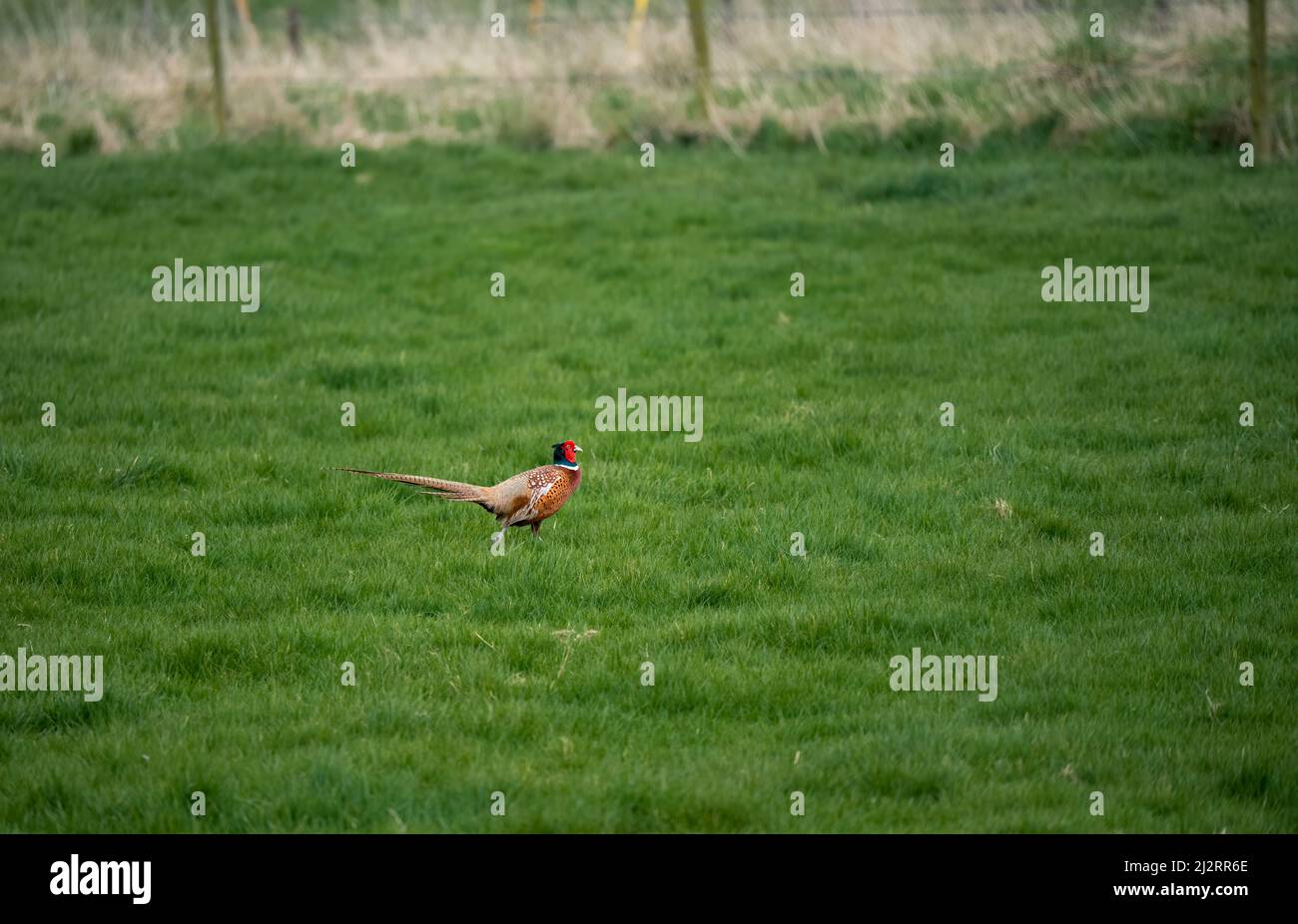 close up of a magnificent strutting male cock pheasant (Phasianus colchicus Stock Photo - Alamy