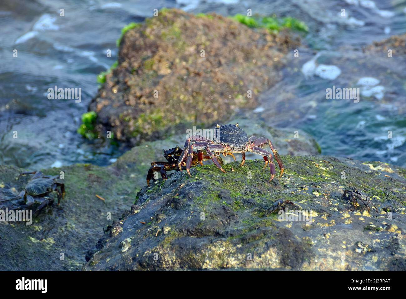 crab, Krebs, Indonesia, Asia Stock Photo - Alamy