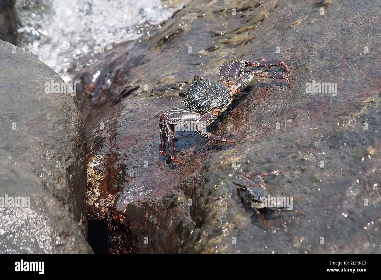 crab, Krebs, Indonesia, Asia Stock Photo - Alamy