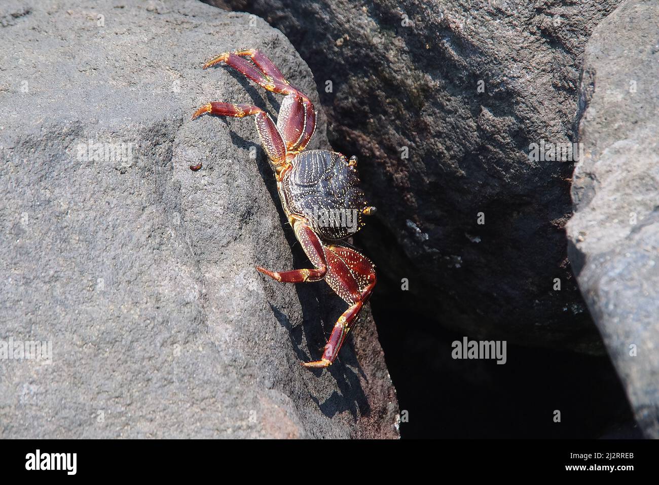 crab, Krebs, Indonesia, Asia Stock Photo - Alamy