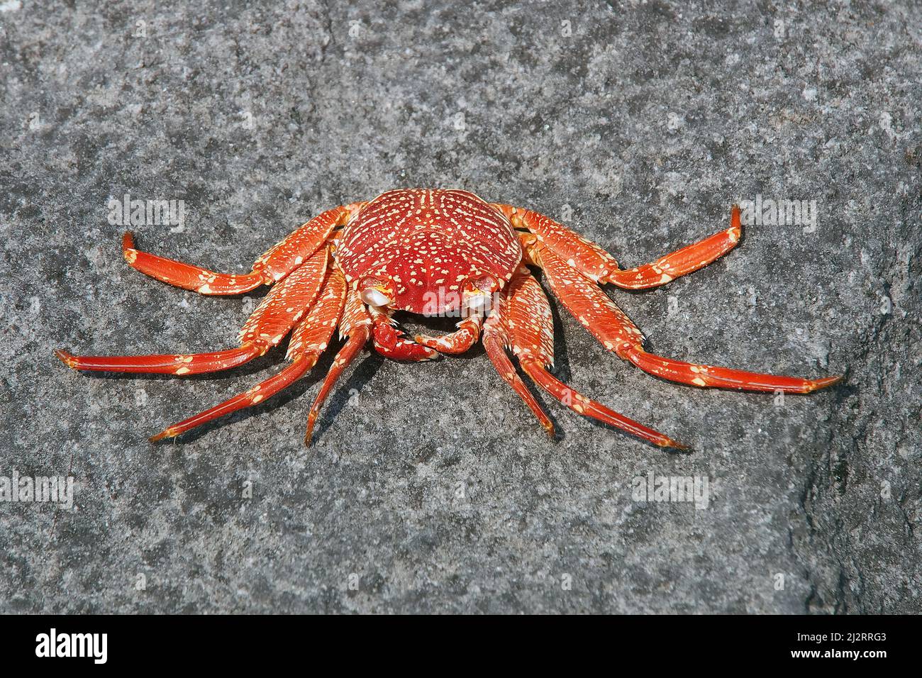 crab, Krebs, Indonesia, Asia Stock Photo - Alamy